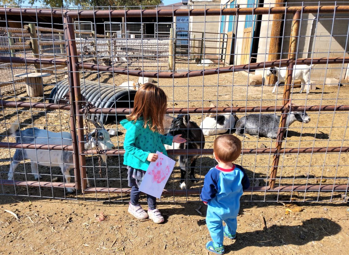 The Pumpkin Patch at Petersen Family Farm | Serendipity On Purpose