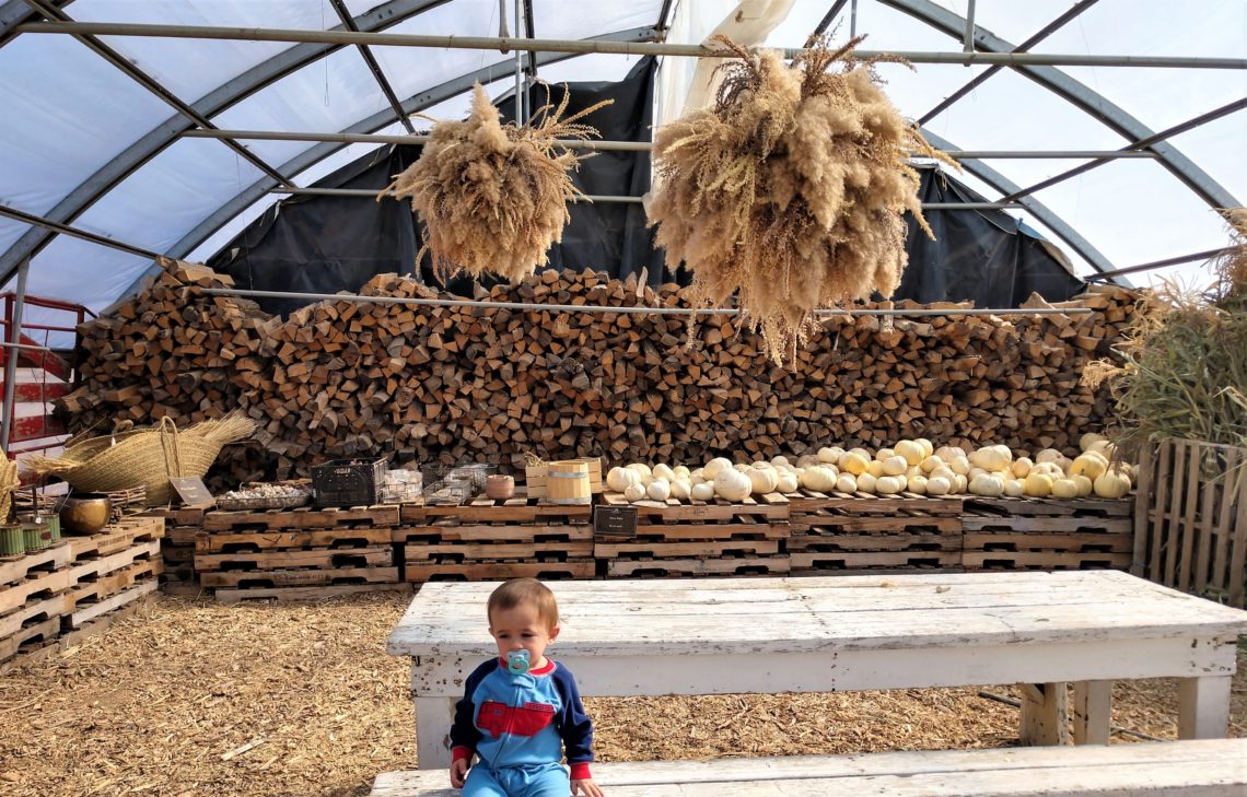 The Pumpkin Patch at Petersen Family Farm | Serendipity On Purpose
